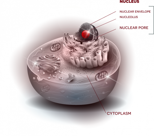 Connecting the Dots – George & Anne Ryan Institute for Neuroscience